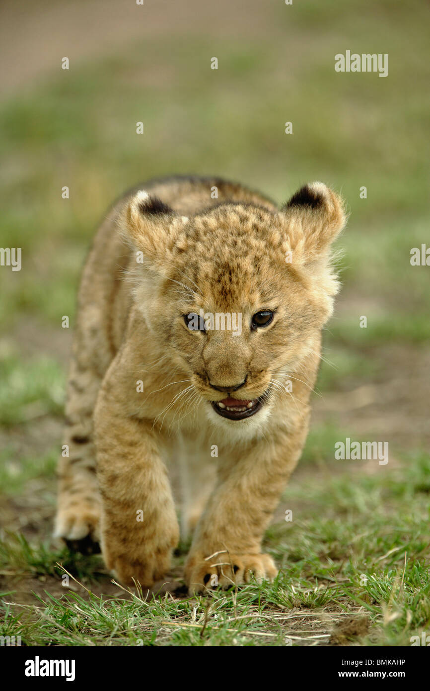 Young lion cub, Masai Mara Game Reserve, Kenya, Africa Stock Photo - Alamy