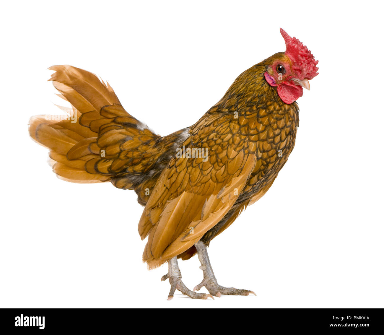 Golden Sebright rooster, 1 year old, standing in front of white ...