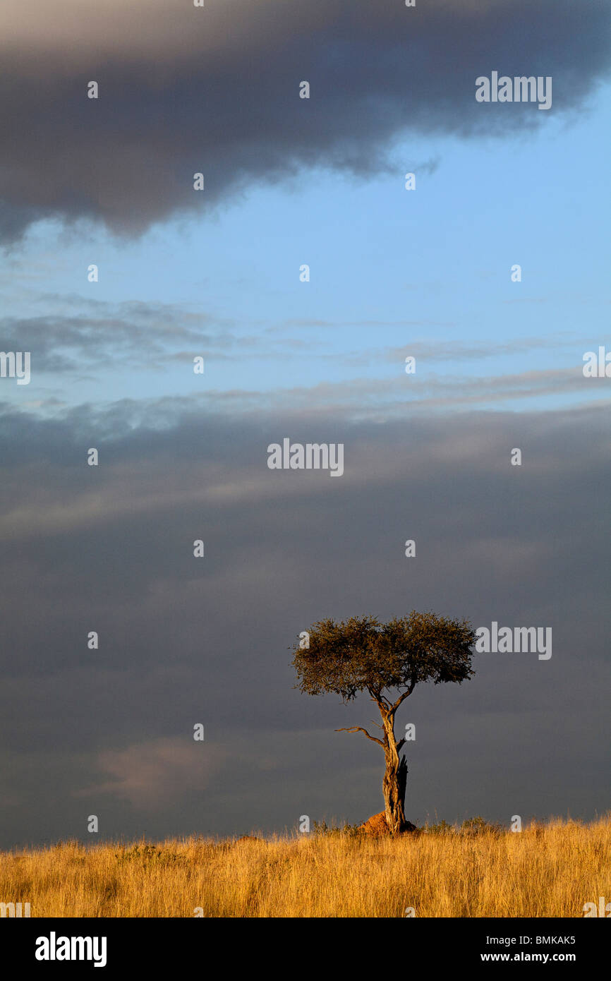 Single Umbrella Thorn Acacia tree at sunset, Acacia tortilis, Masai ...