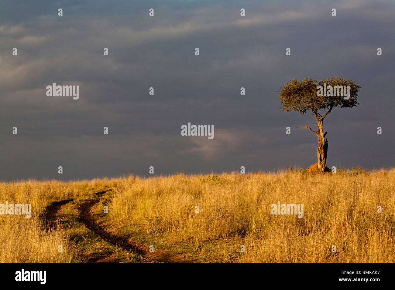Primitive road and single Umbrella Thorn Acacia tree at sunset, Acacia ...