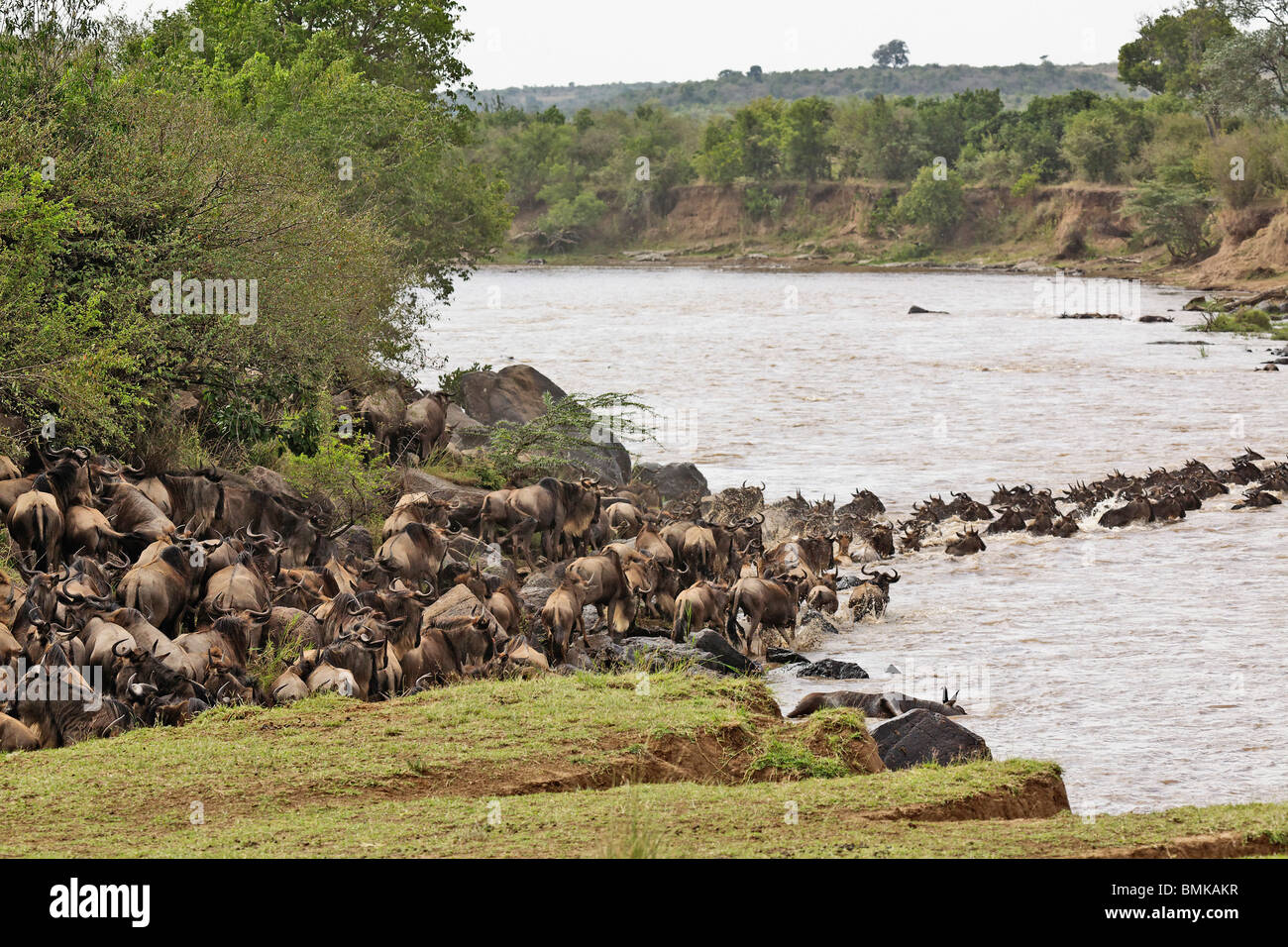Wildebeest migration across Mara River, Connochaetes taurinus, Masai ...