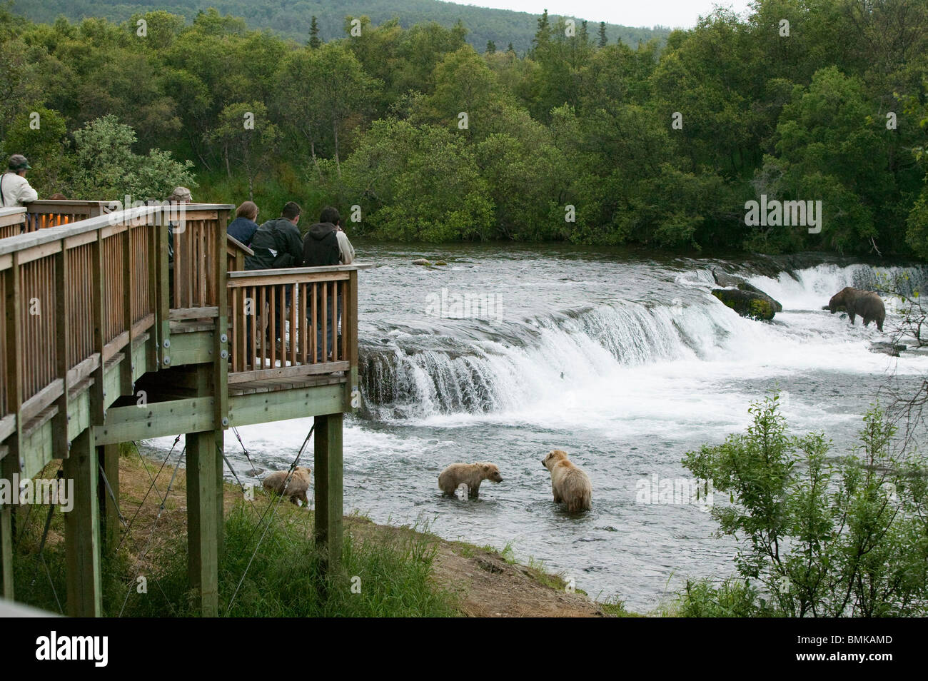 Viewing platform for people to watch Brown bears fishing, Brooks Falls ...