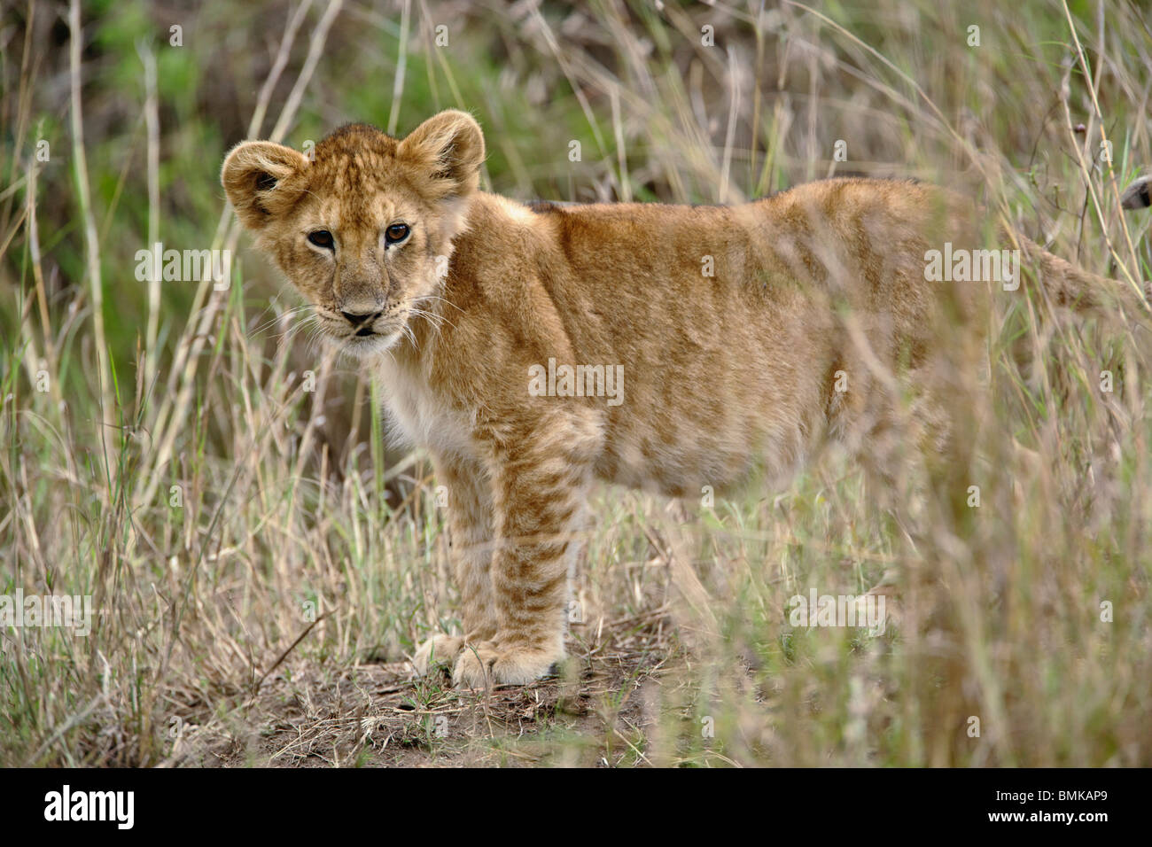 Young lion cub, Masai Mara Game Reserve, Kenya, Africa Stock Photo - Alamy