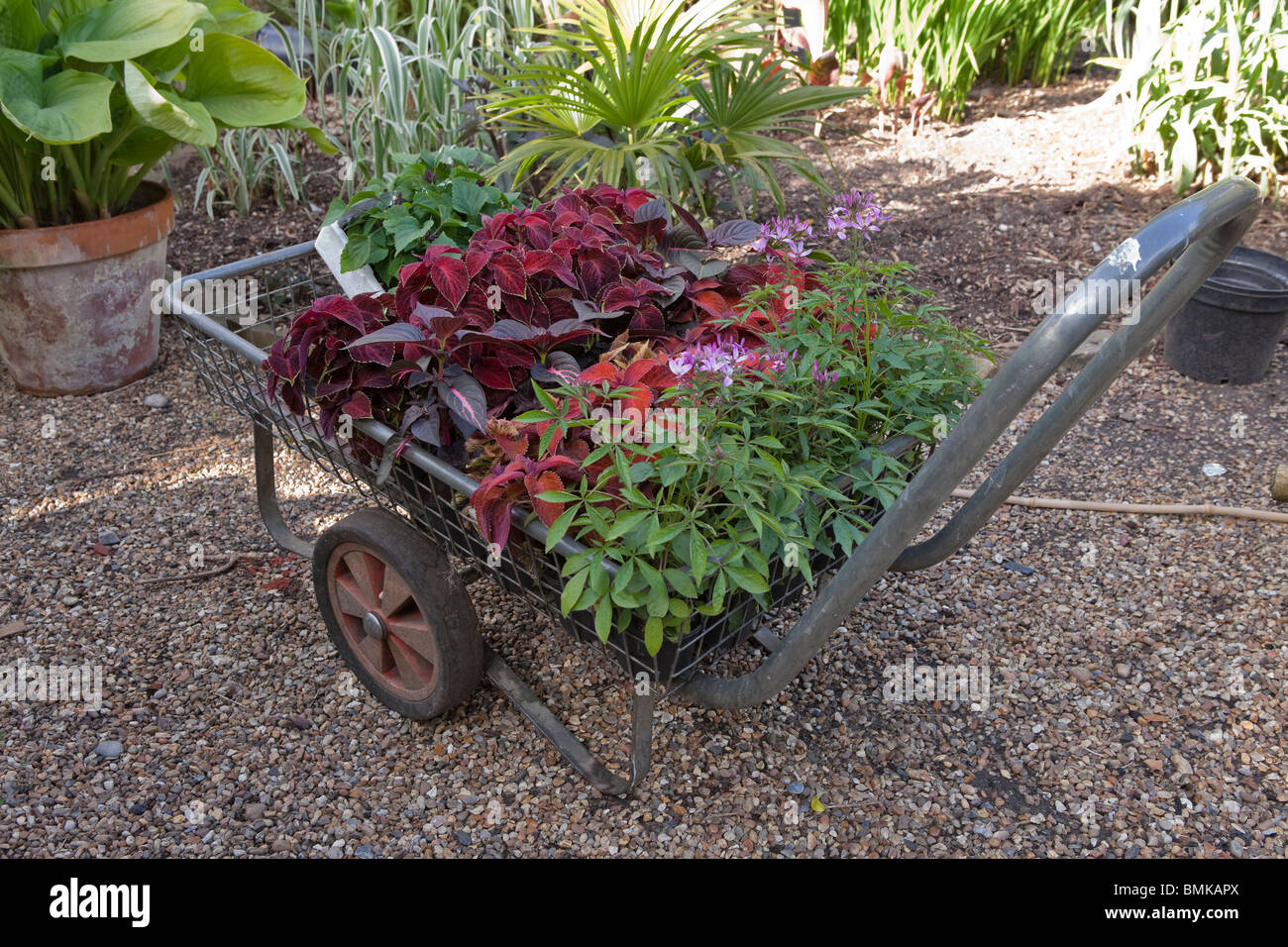 A barrow full of tender bedding plants for planting out in the summer ...