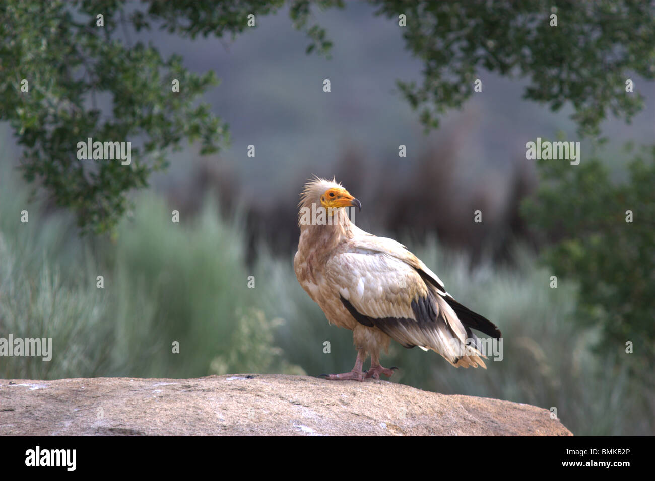 Egyptian vulture (Neophron percnopterus Stock Photo - Alamy