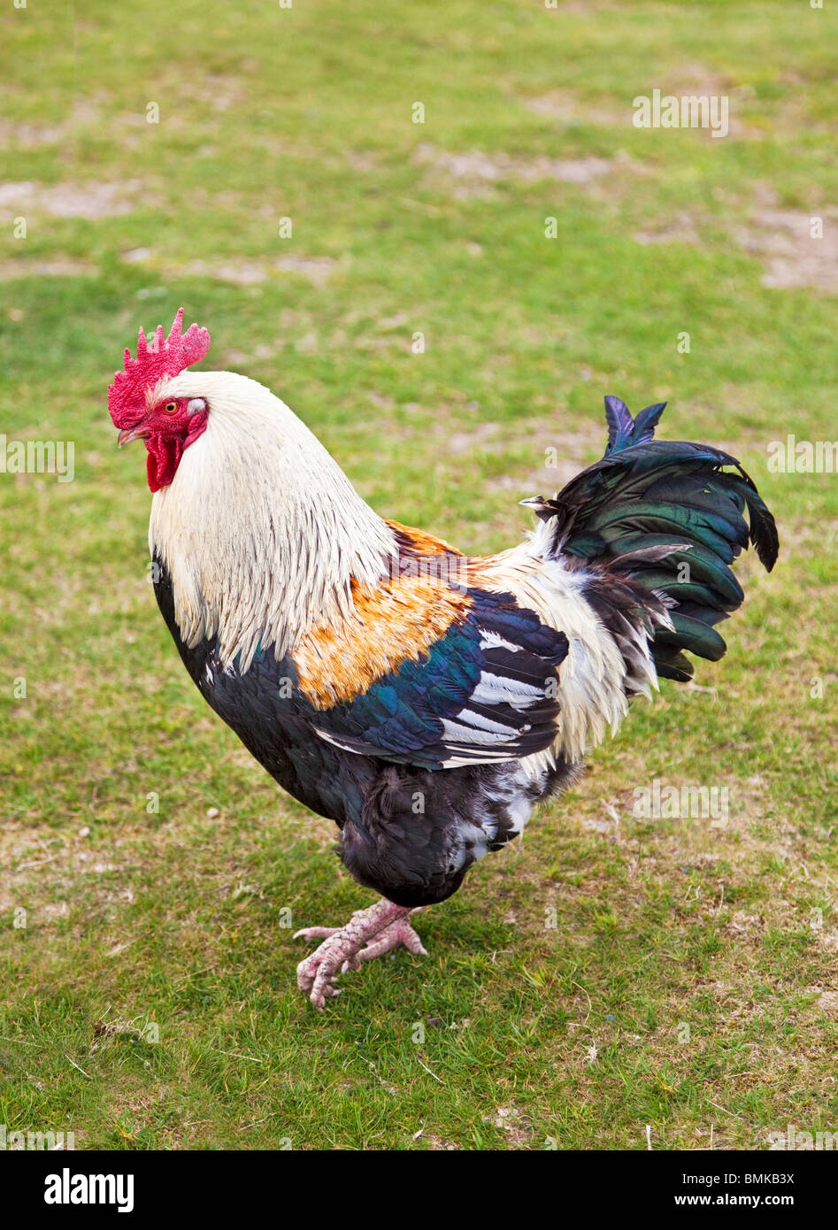 Colourful Cockerel England UK Stock Photo - Alamy
