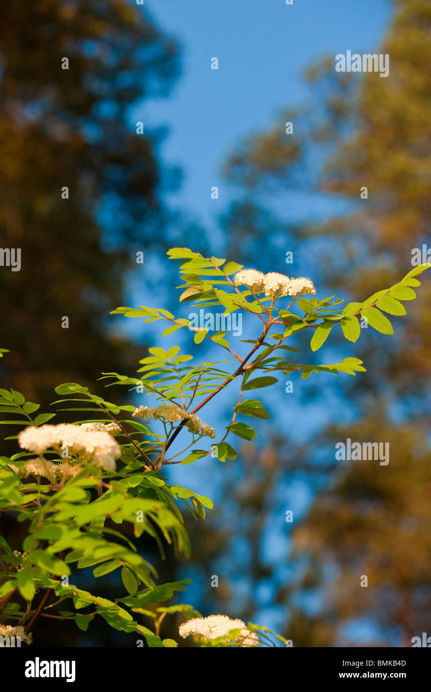 Rowan tree blossom hi-res stock photography and images - Alamy