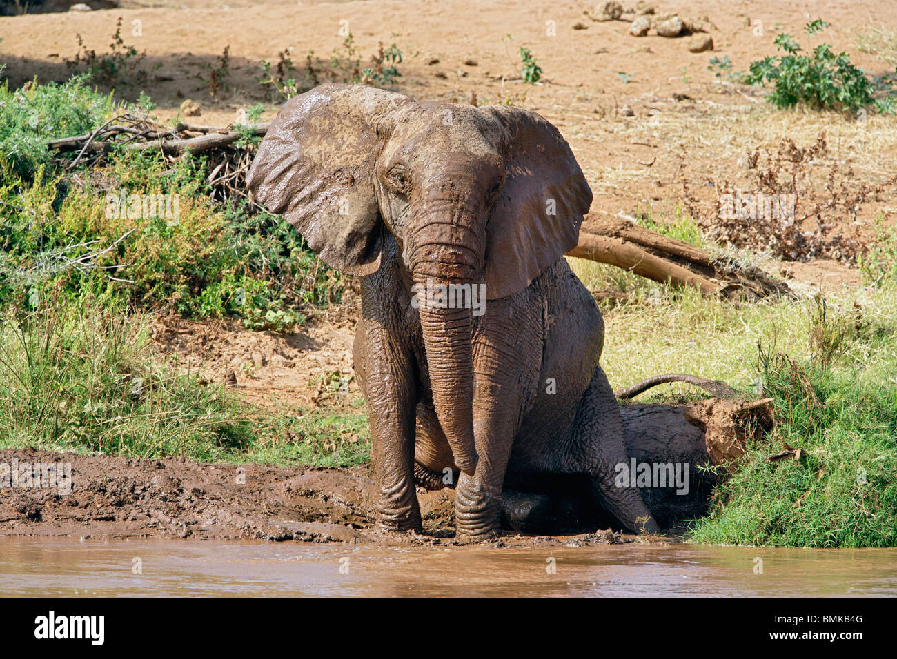 African Elephant wallowing in mud, Loxodonta africana, Samburu Game ...