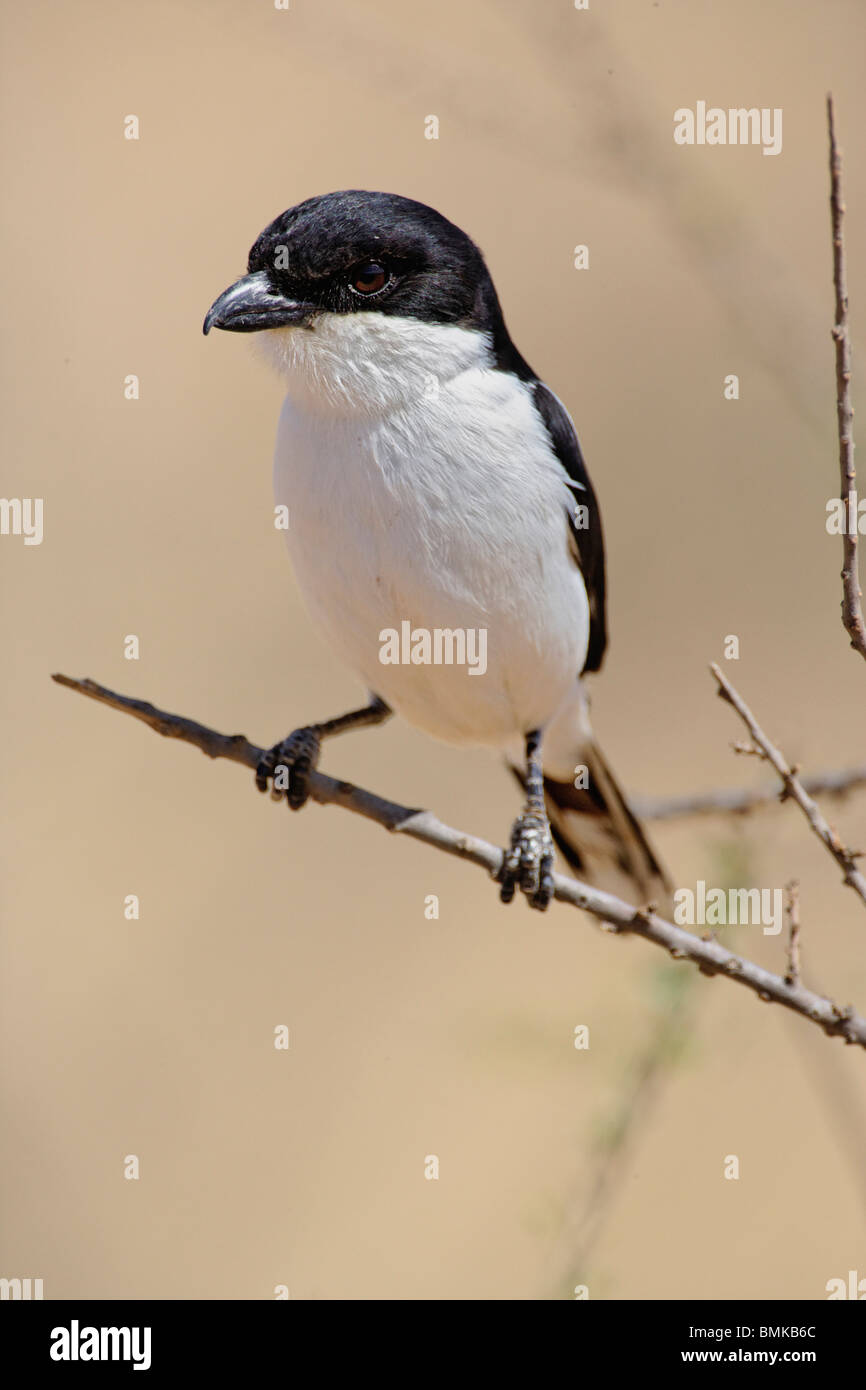 Fiscal Shrike, Lanius collaris, Samburu Game Reserve, Kenya, Africa ...