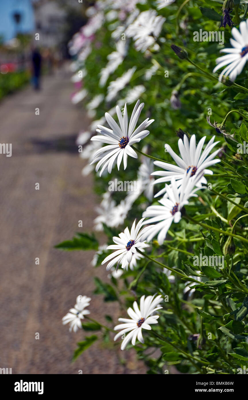 Close up of white cape daisy flowers flower daisies flowering ...