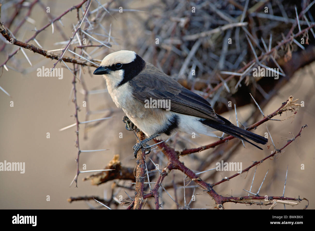 Northern White-crowned Shrike, Eurocephalus rueppellii, Samburu Game ...