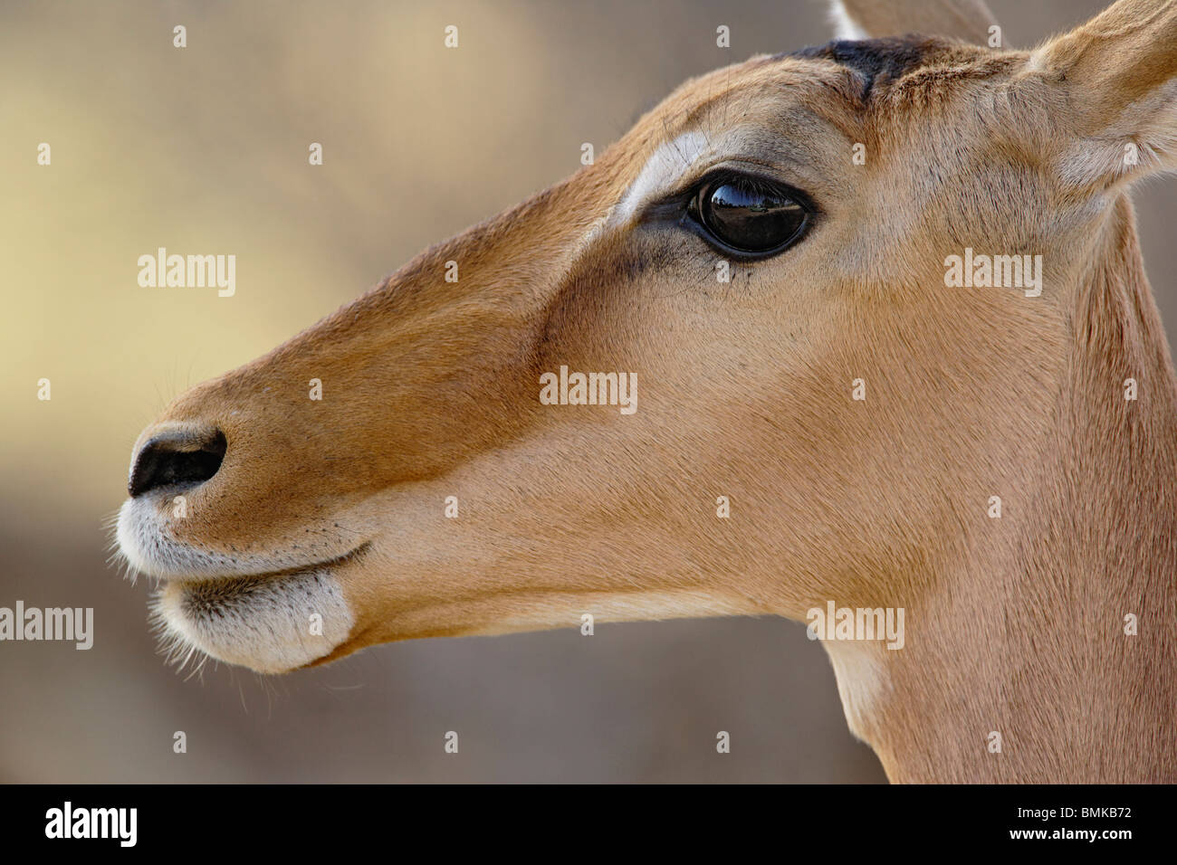 Female Impala portrait, Aepyceros melampus; Samburu Game Reserve, Kenya ...