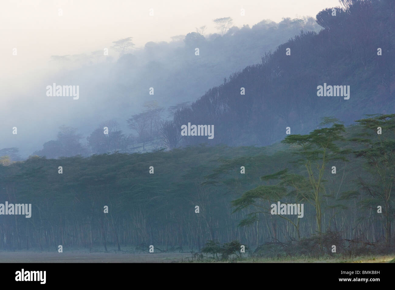 Yellow fever tree forest and mist, Acacia xanthophloea, Lake Nakuru ...