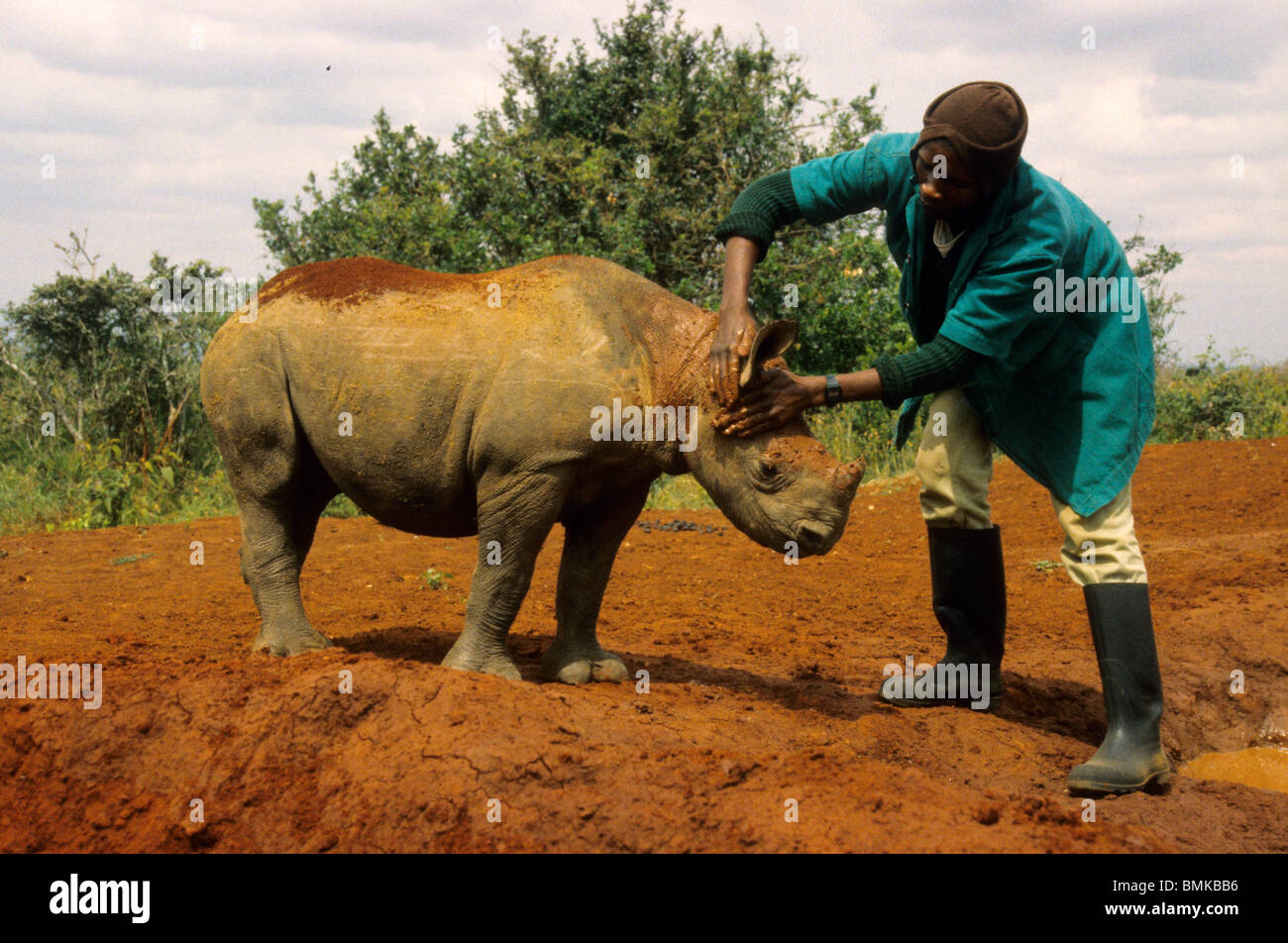 Kenya: Nairobi National Park, 'Scud,' orphaned juvenile black ...