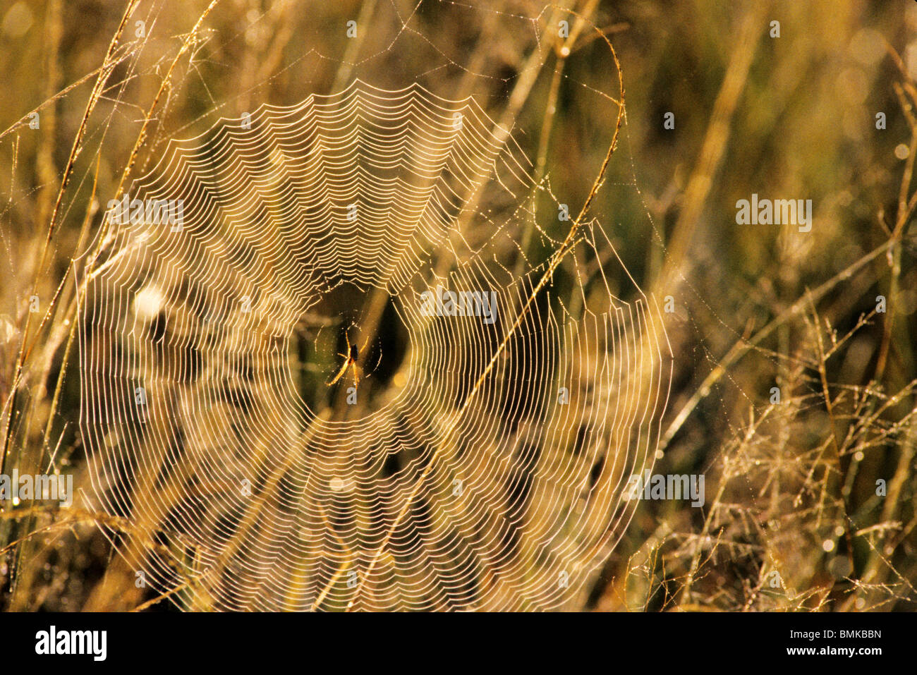 Kenya: Masai Mara Game Reserve, spider in center of its web, July Stock ...