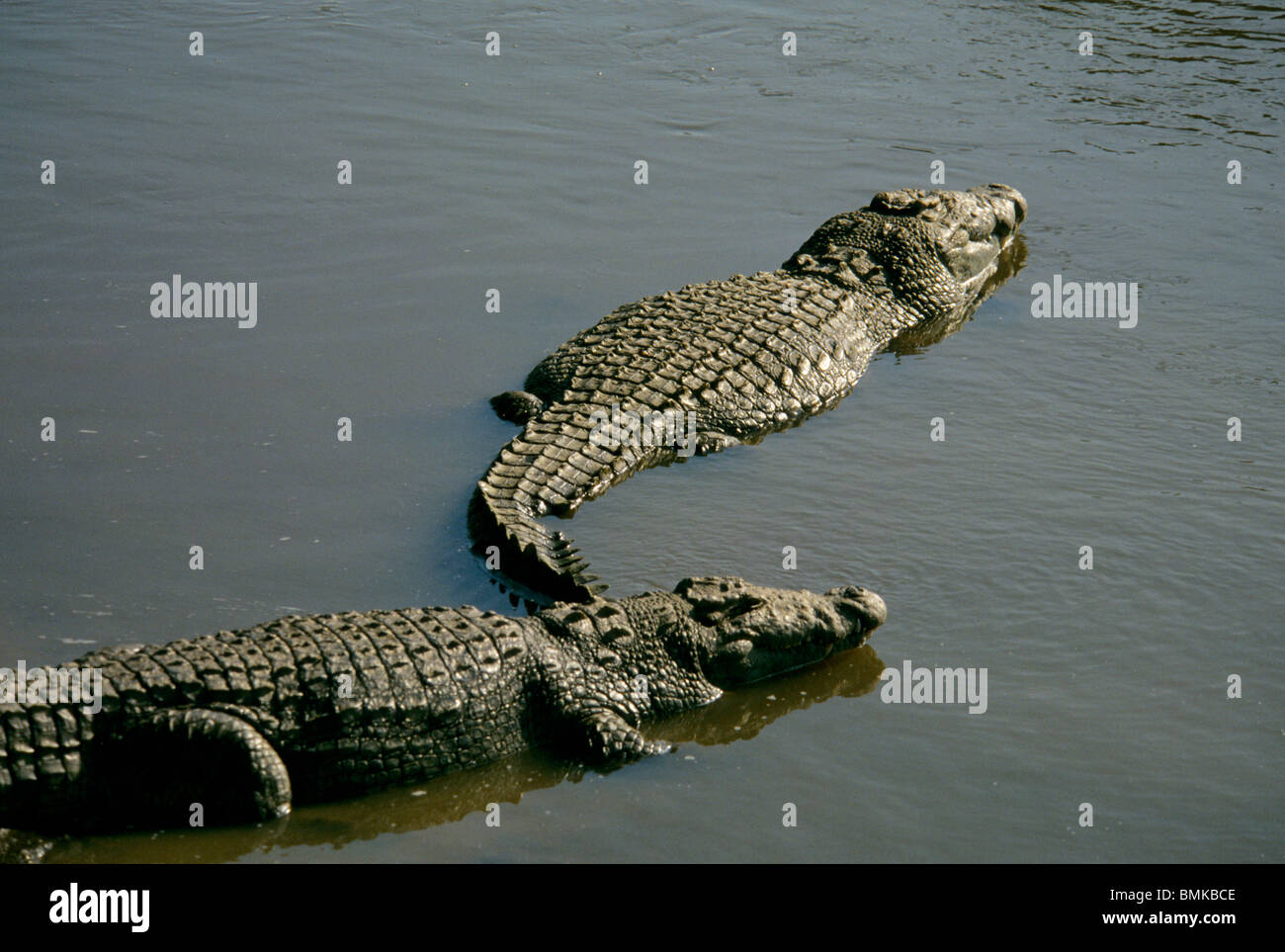 Kenya: Masai Mara G.R., two crocodiles (Crocodylus niloticus) in Mara ...