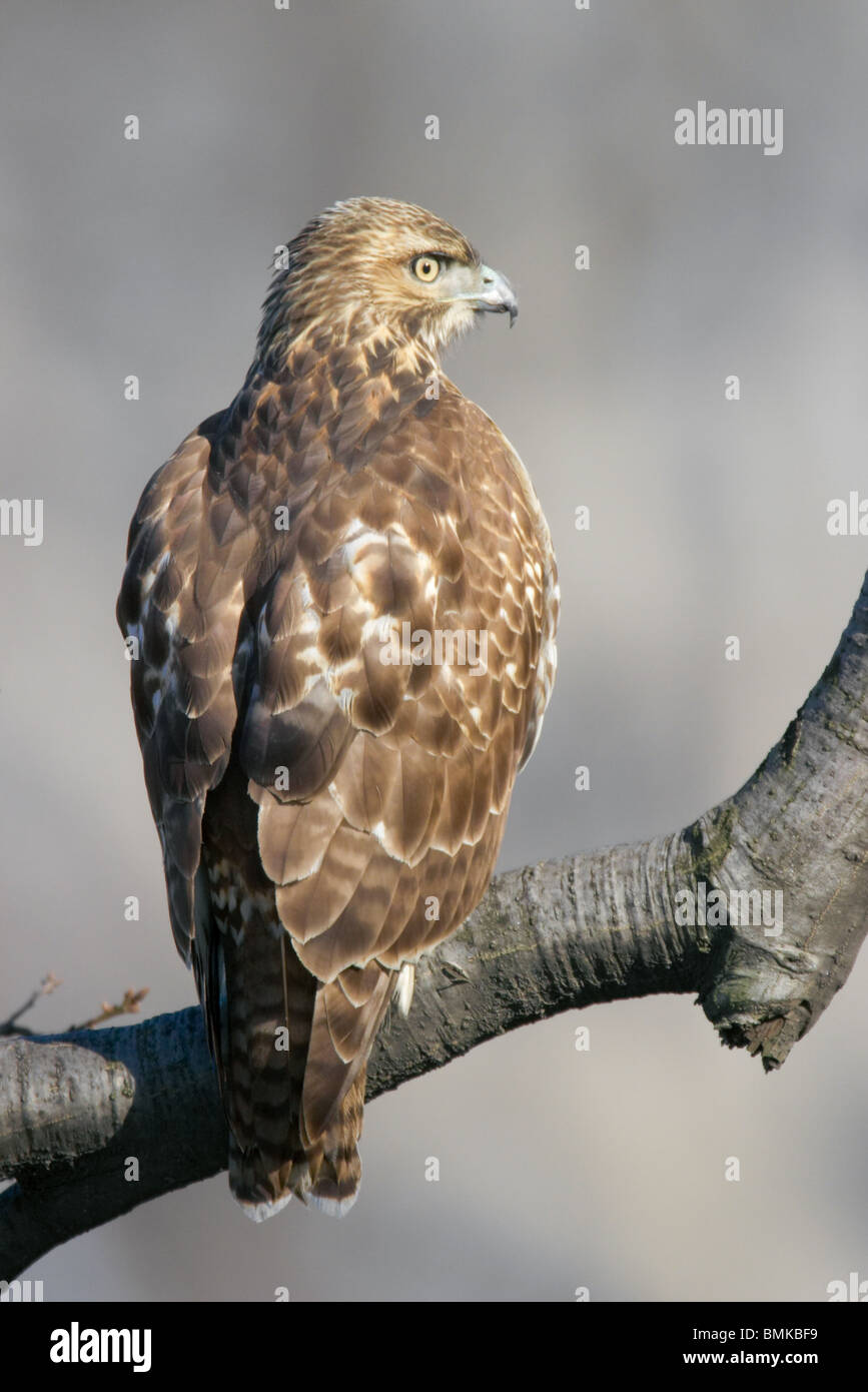 Red-tailed Hawk perched on a branch Stock Photo - Alamy