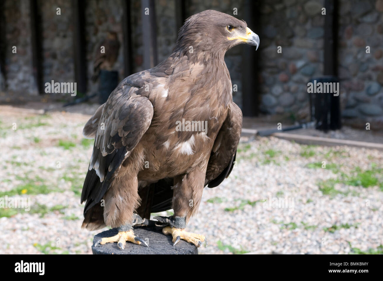 Eagle in chains at the Suncar Falcon farm, Alma Ata, Kazakhstan Stock ...