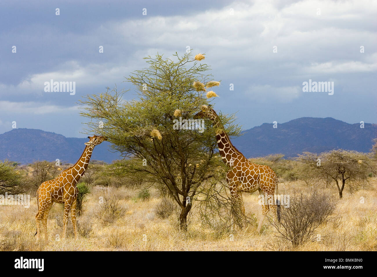 Africa, Kenya. Two giraffes munch on tree leaves Stock Photo - Alamy