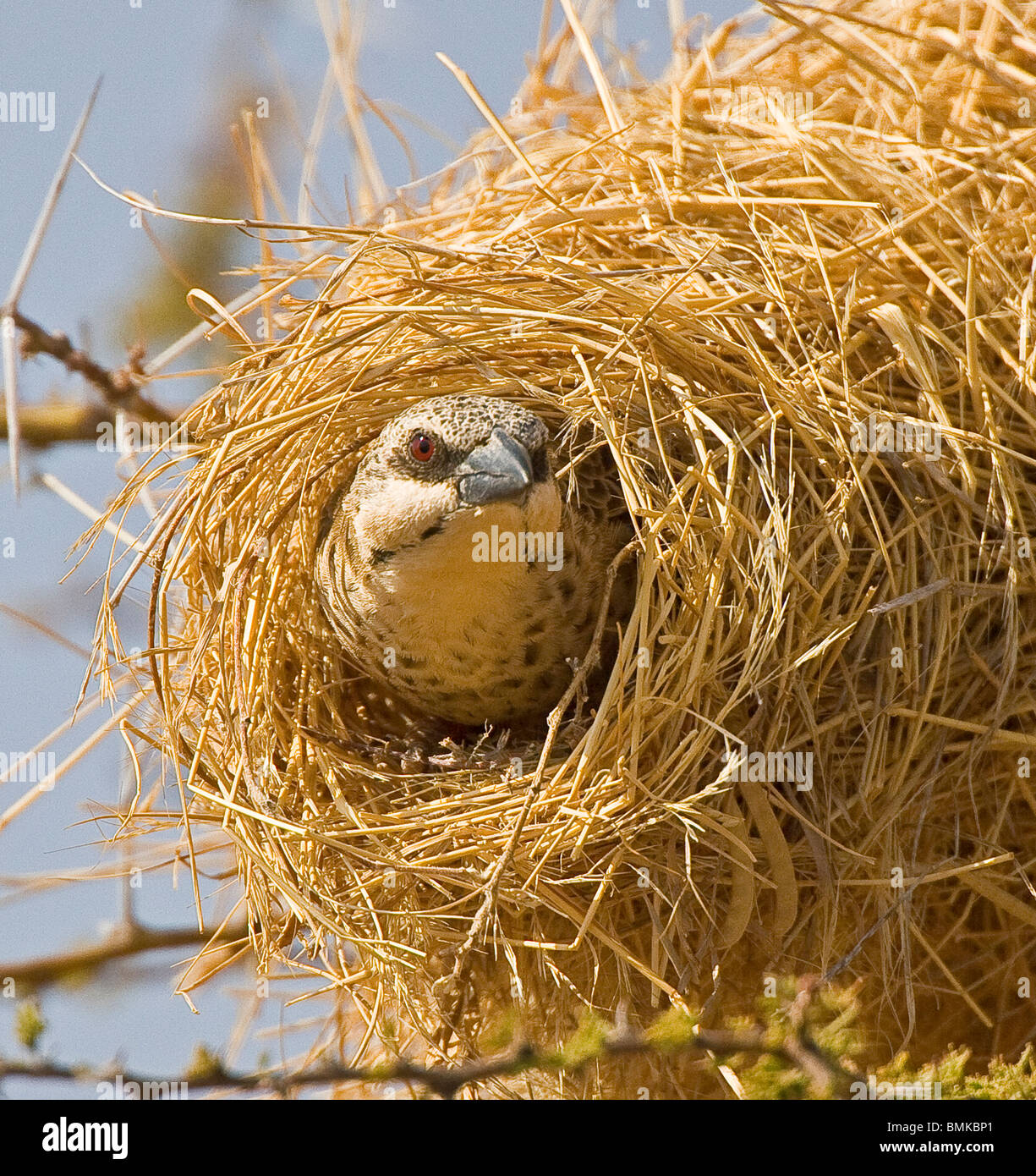 Africa, Kenya. Black-capped social weaver at entrance to conical nest ...