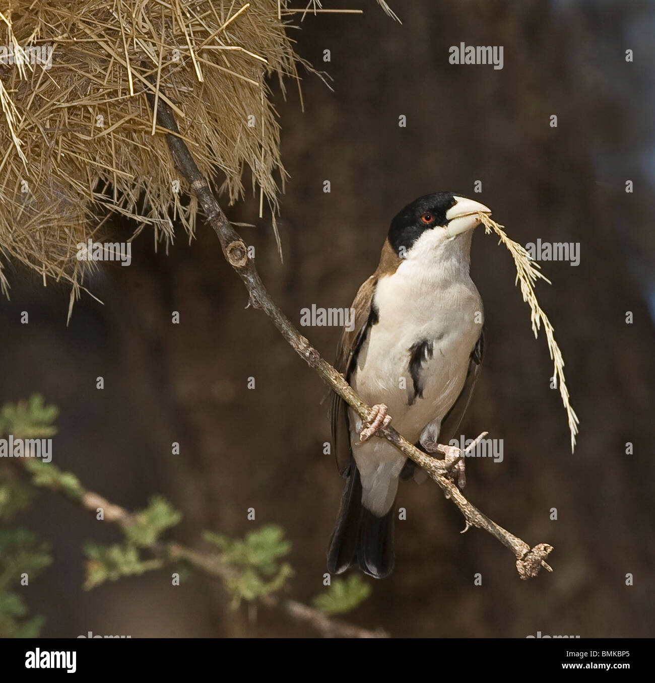Black capped social weaver hi-res stock photography and images - Alamy