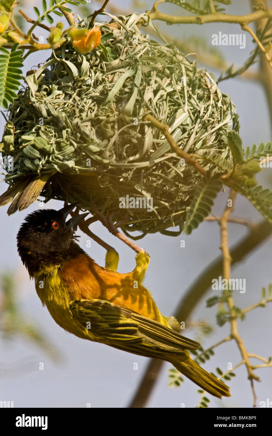 Africa, Kenya. Brown-capped weaver bird building nest Stock Photo - Alamy