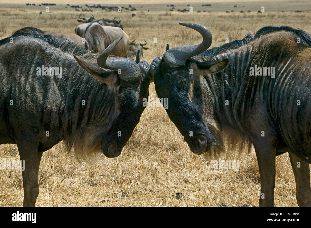 Two wildebeest fighting hi-res stock photography and images - Alamy