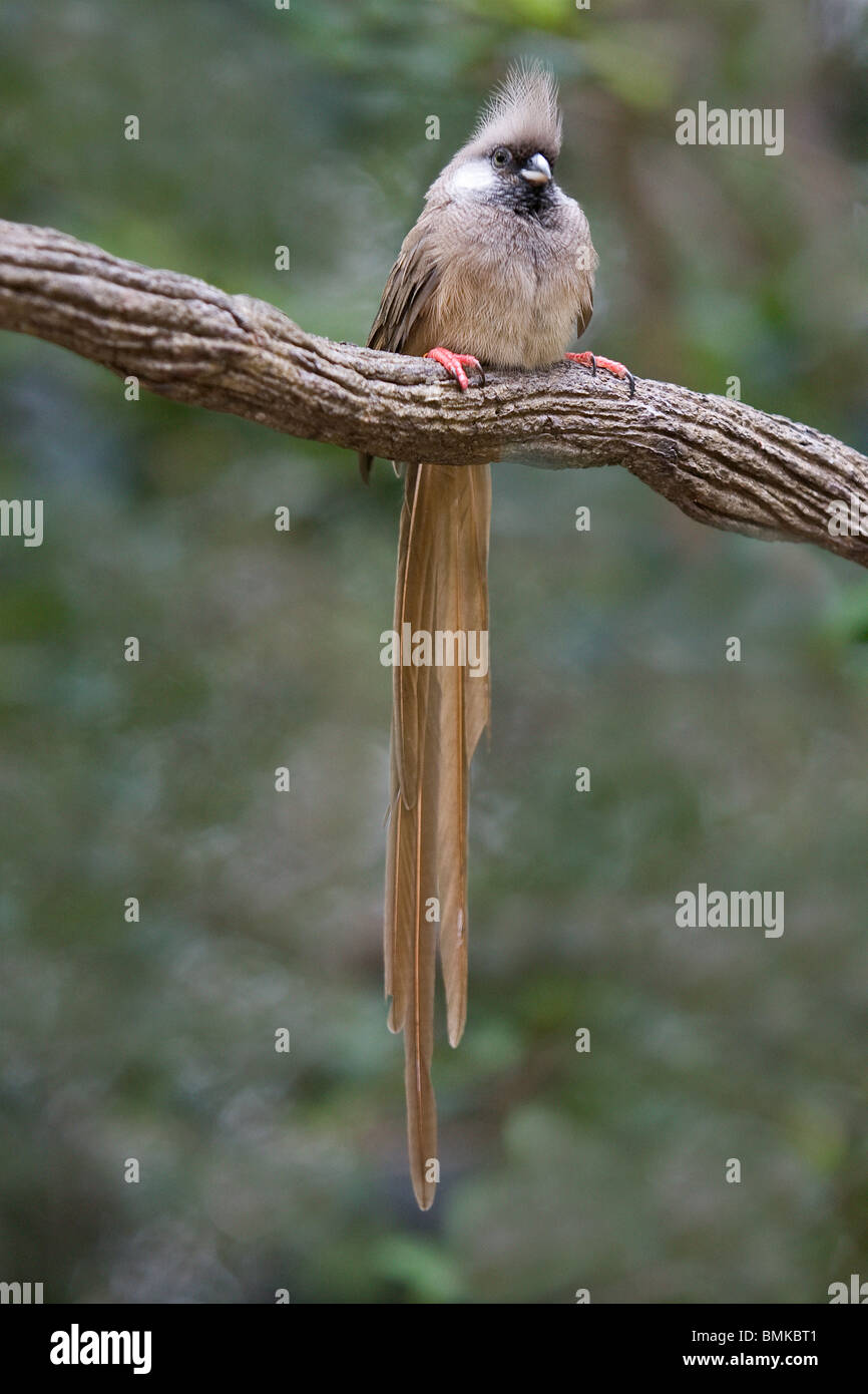 Africa, Kenya. Speckled mousebird sits on tree limb Stock Photo - Alamy