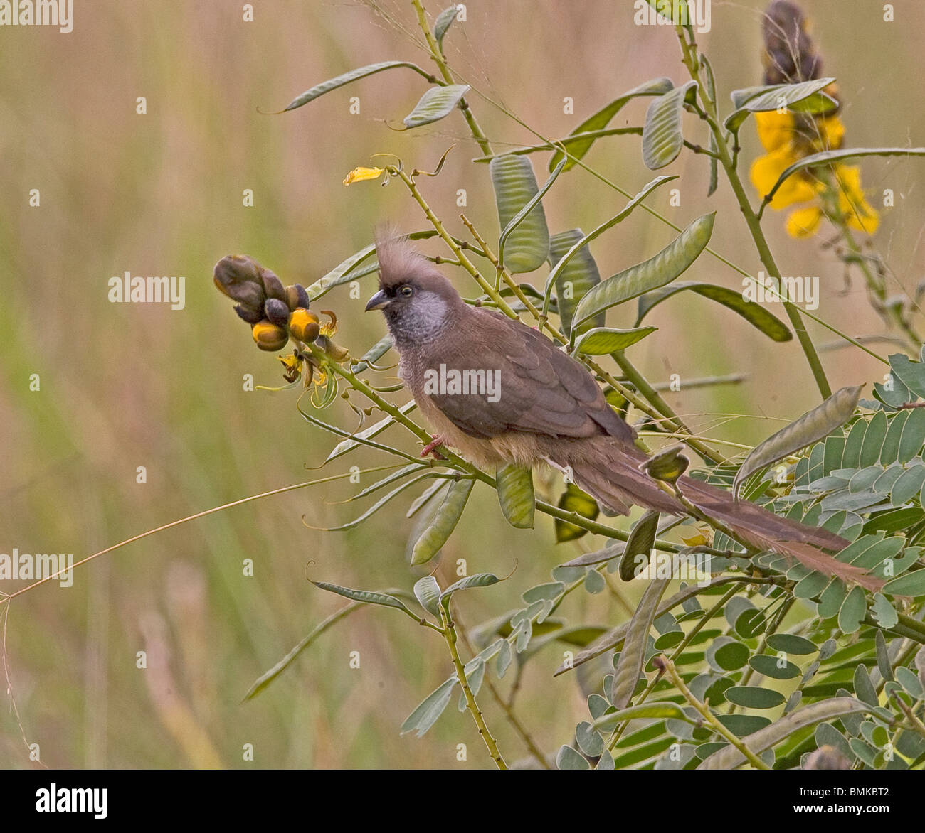 Africa, Kenya. Speckled mousebird in tree Stock Photo - Alamy