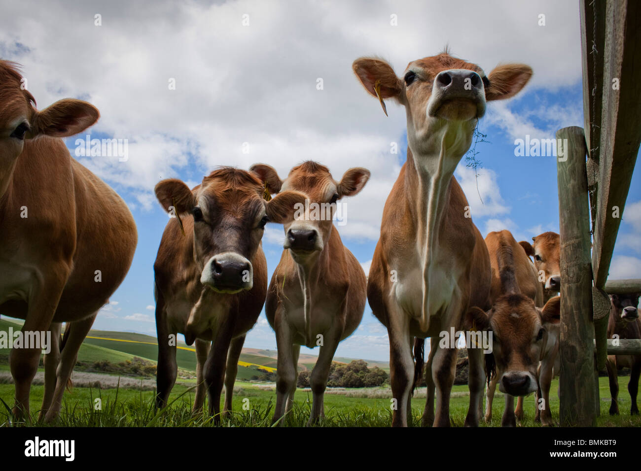 Skinny cow hi-res stock photography and images - Alamy