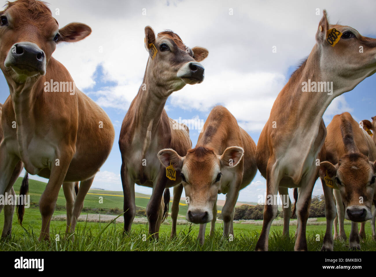 Skinny Cattle High Resolution Stock Photography and Images - Alamy