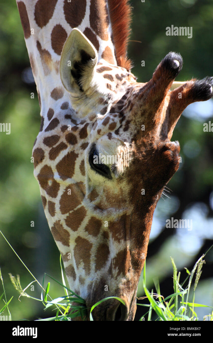 CLOSE UP OF A GIRAFFES HEAD SIDE VIEW BDA Stock Photo - Alamy