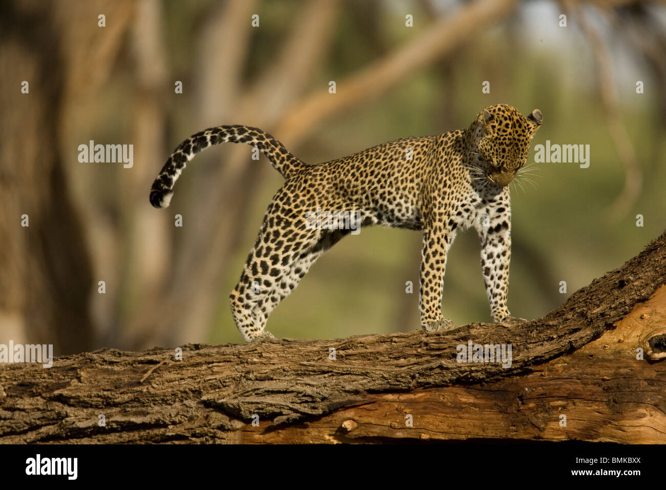 Leopard, Panthera pardus, stretching out back after a mid day sleep ...