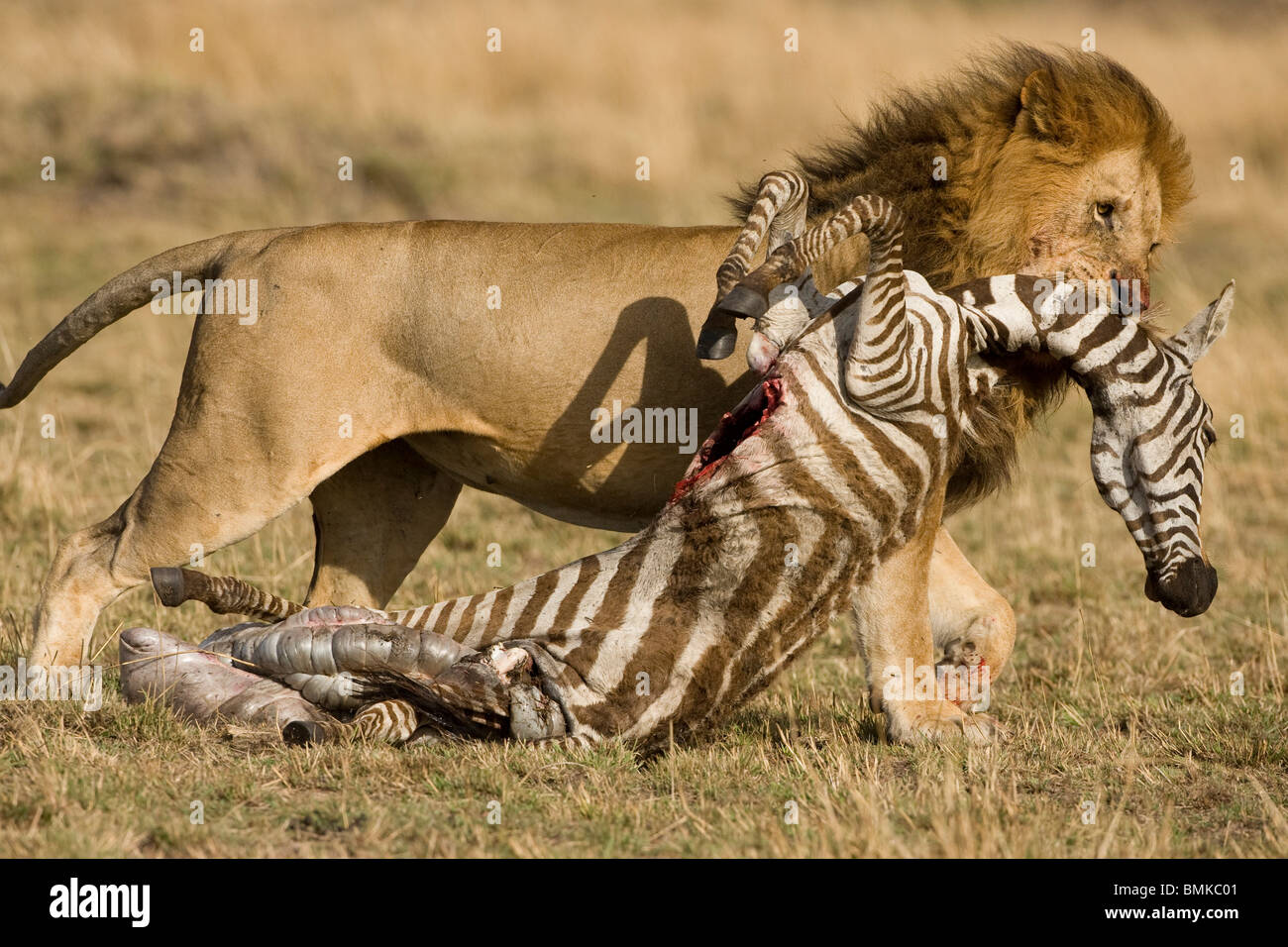 African Lion, Panthera leo, dragging zebra colt kill away from ...
