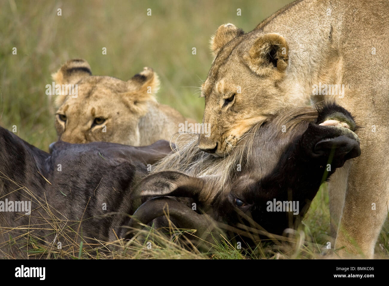 Female Lions, Panthera leo, making a wildebeest kill in the Masai Mara ...