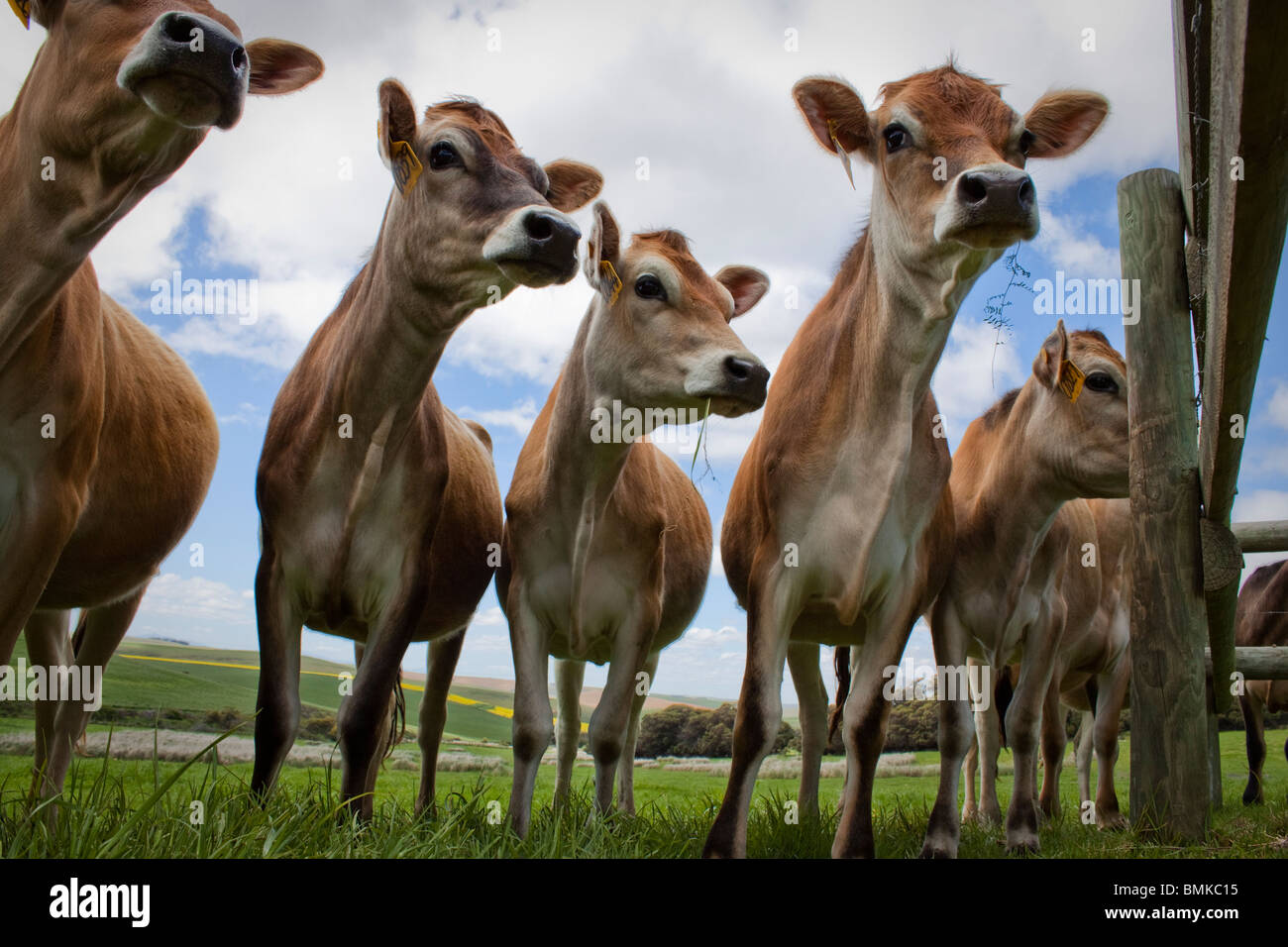 Skinny brown cow hi-res stock photography and images - Alamy