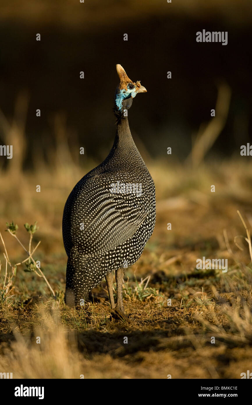 Domesticated Guineafowl Stock Photos & Domesticated Guineafowl Stock ...
