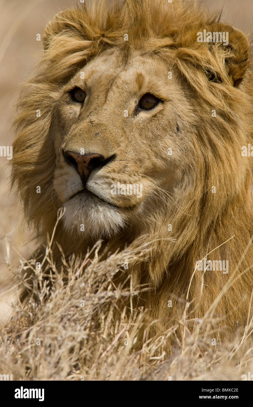 African Lion, Panthera leo, Portrait of a regal male lion in the ...
