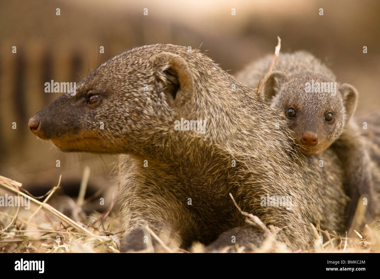 Banded Mongoose, Mungos mungo, with its pup in a colony in the Masai ...