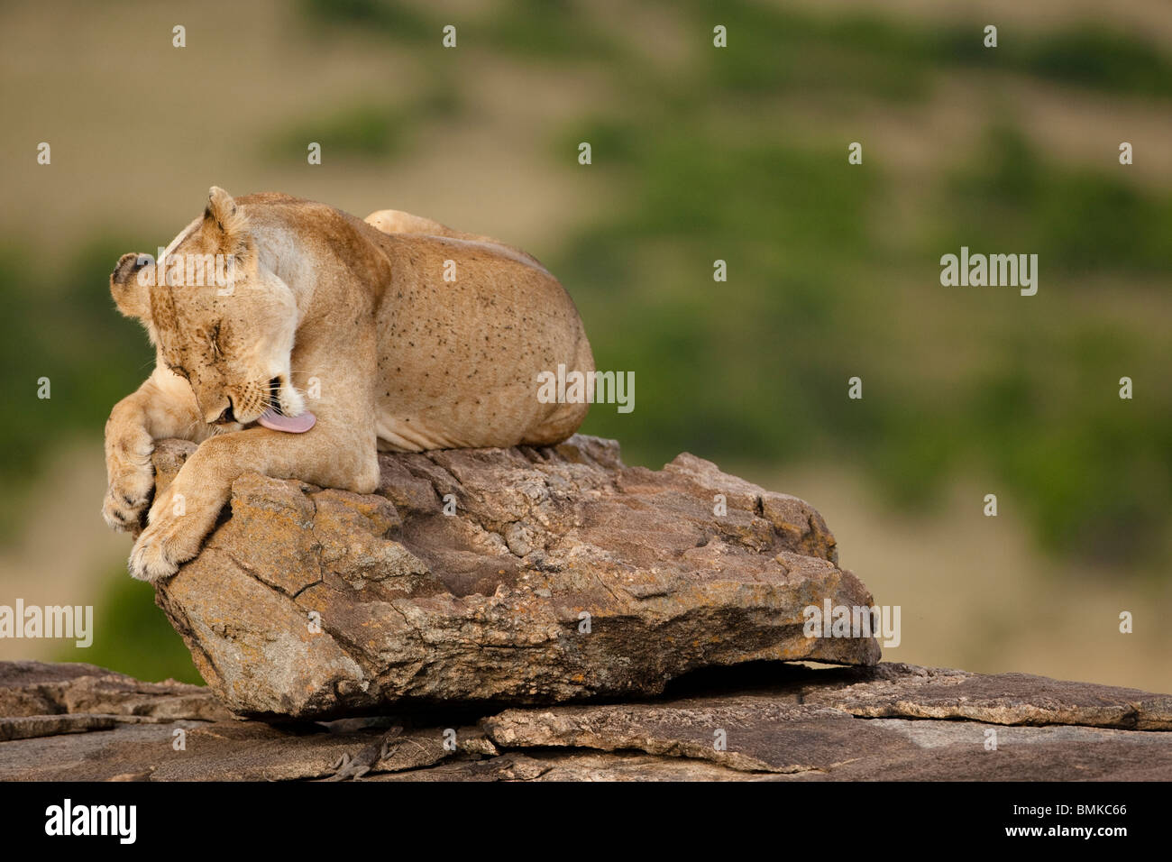 African Lion, Panthera leo, sleeping in the Masai Mara GR, Kenya Stock ...