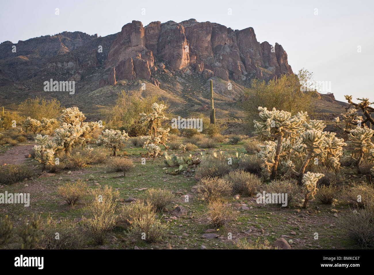 Saguaro and teddy bear cholla cacti at Superstition Mountains, near ...