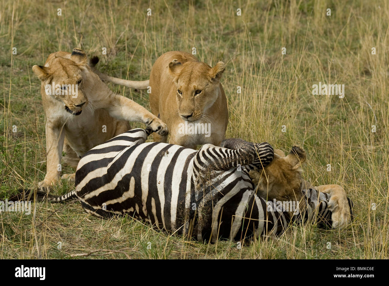 African Lion, Panthera leo, making a zebra kill in the Masai Mara GR ...