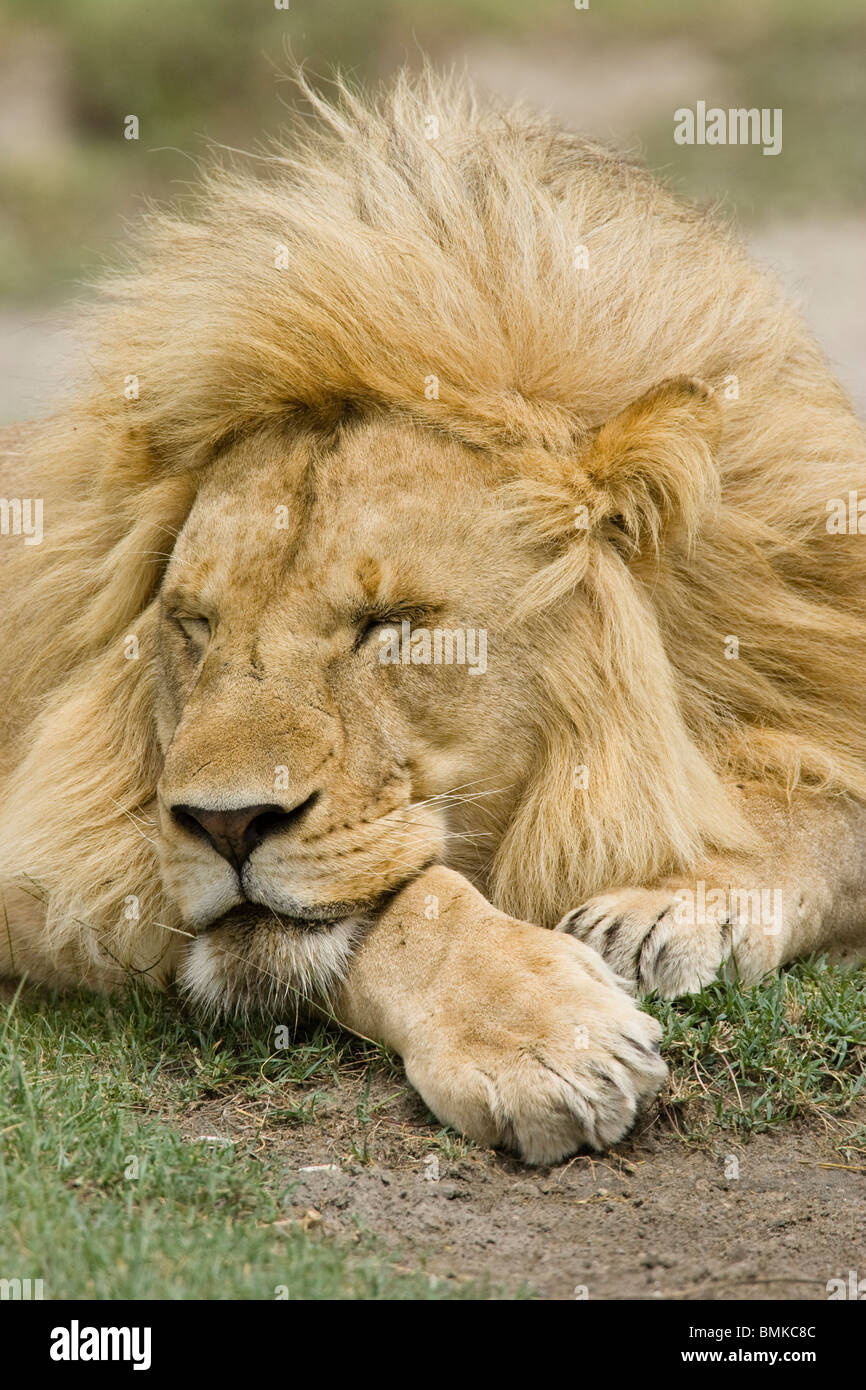African Lion, Panthera leo, sleeping in the Masai Mara GR, Kenya Stock ...
