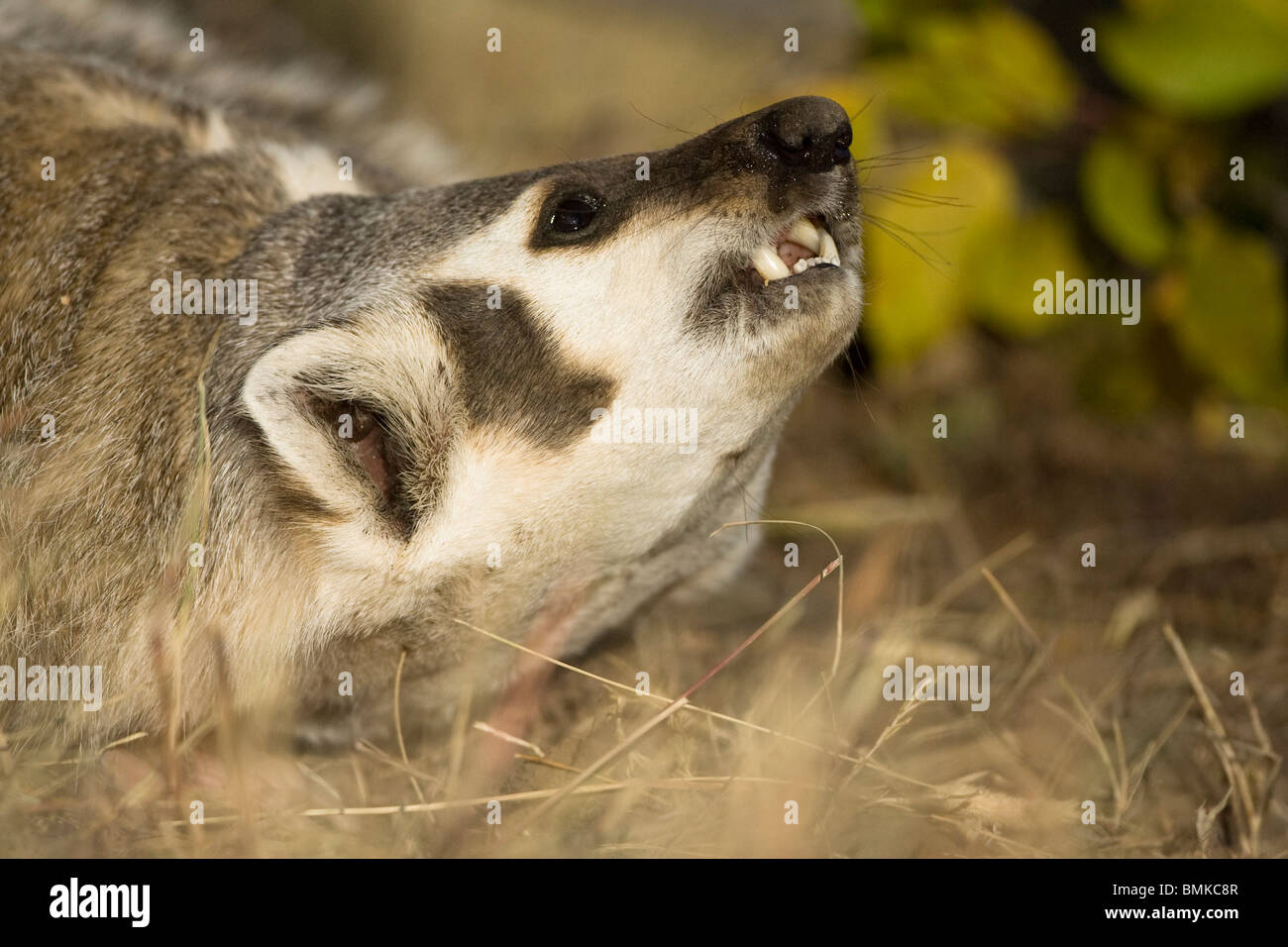 American badger nose hi-res stock photography and images - Alamy