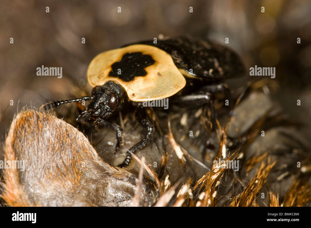 American Carrion Beetles, Necrophila americana, crawling over a ...