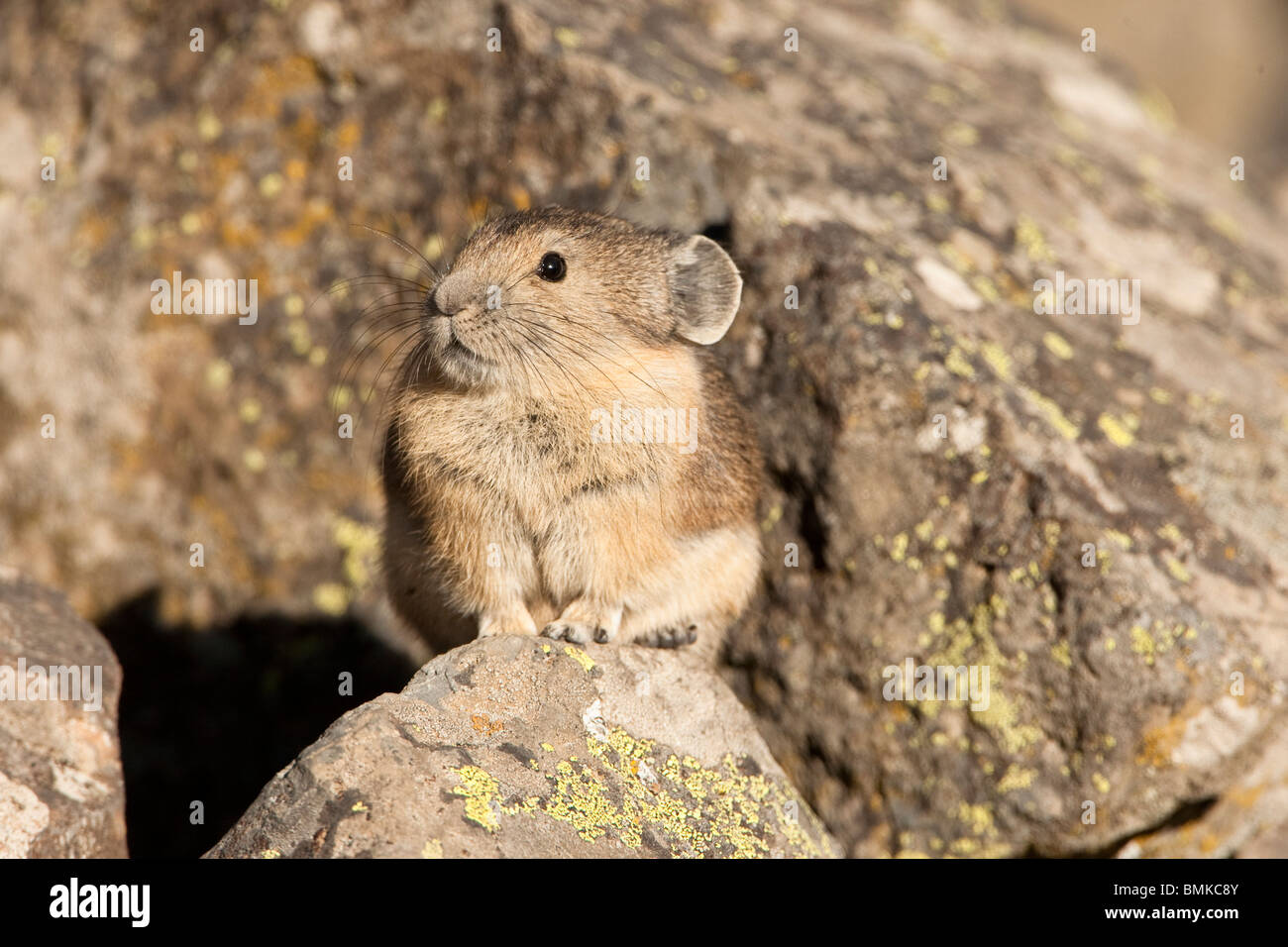 Pika sitting hi-res stock photography and images - Alamy