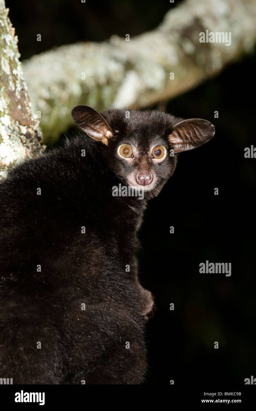 Galago Bushbaby, Galago senegalensis, sitting on tree limb in the Masai ...