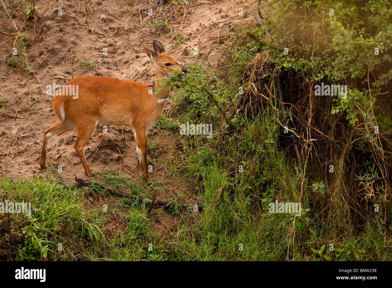 Bushbuck, Tragelaphus scriptus, in the Masai Mara GR, Kenya Stock Photo ...