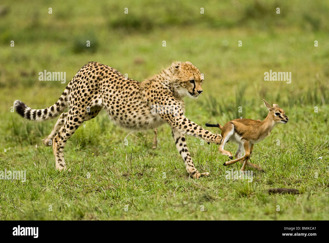 Cheetah Cubs Hunting