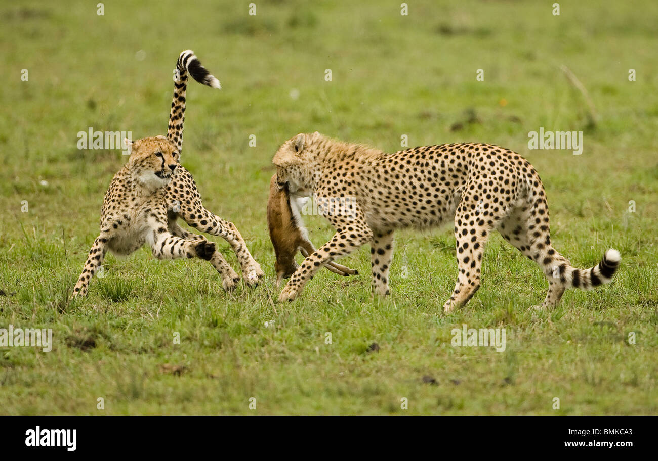 Baby Cheetahs Playing